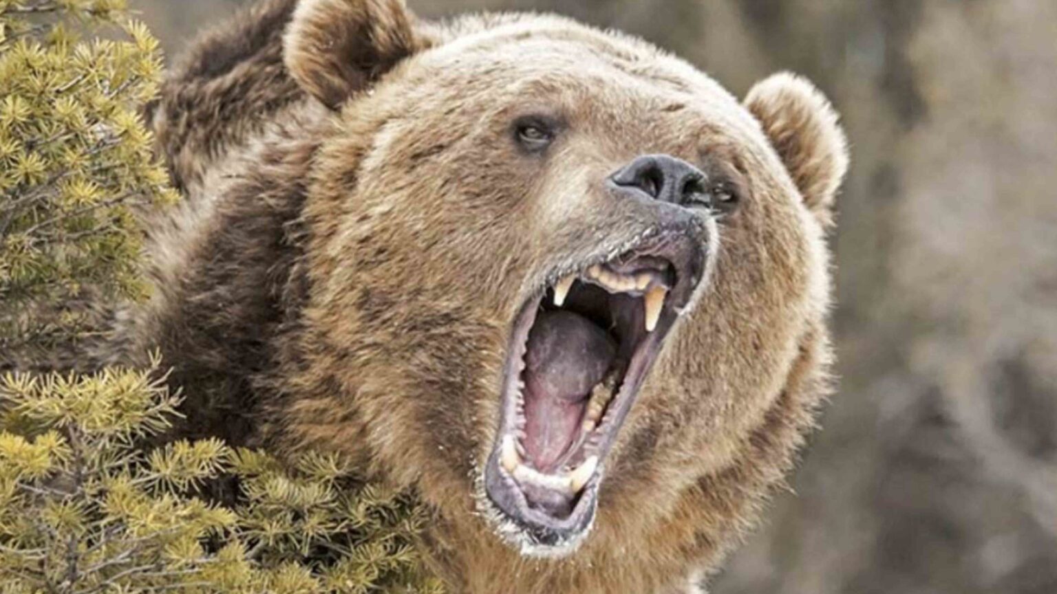 The Most Realistic Bear Attack Scene Ever Shot - Empire Movies